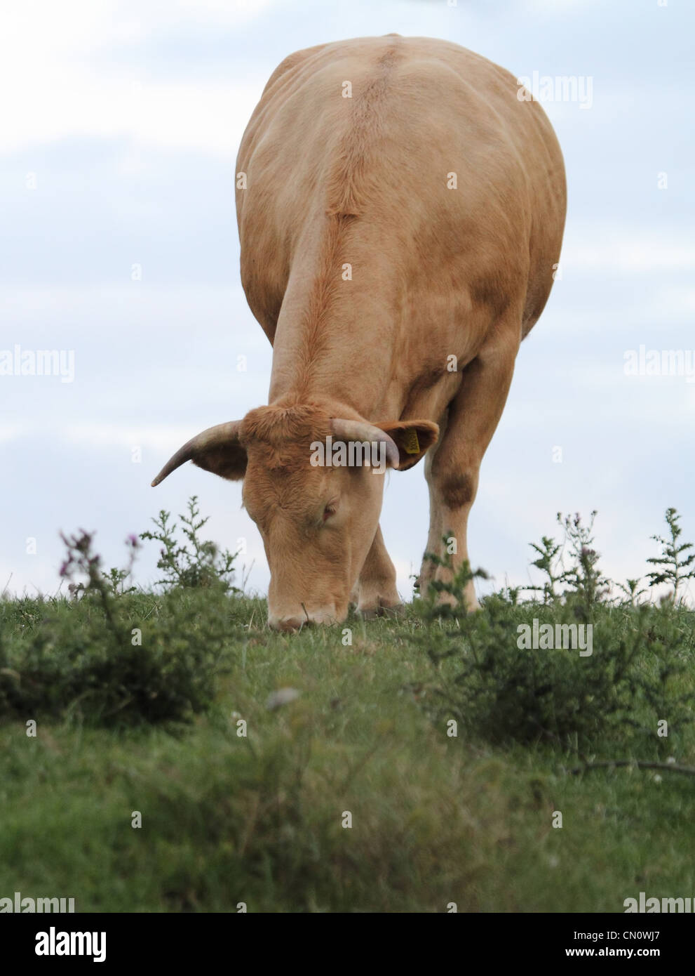 cows bulls bullocks in field Stock Photo - Alamy