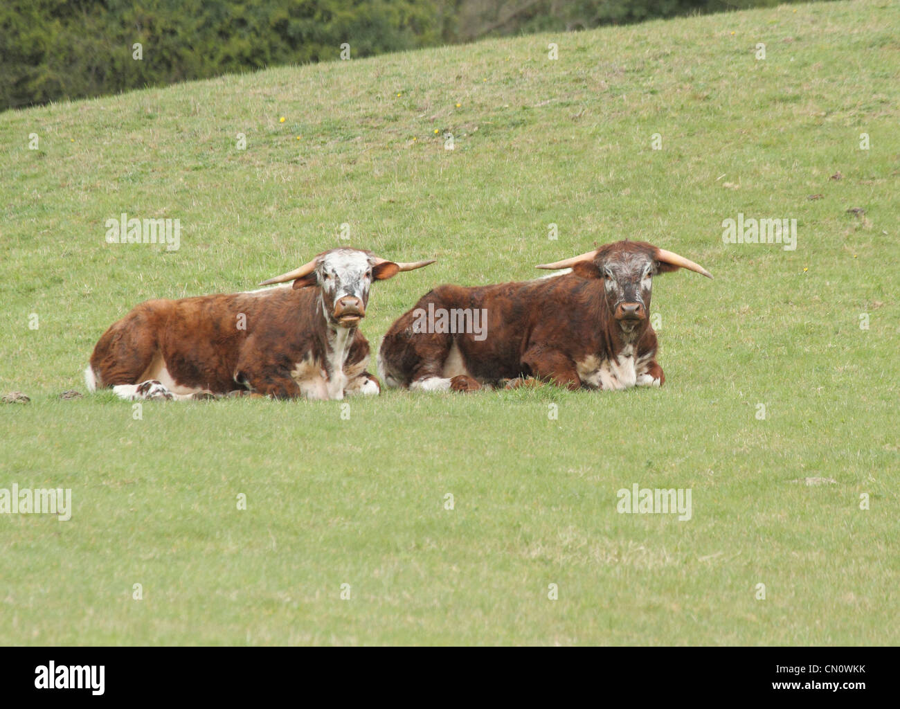 cows bulls bullocks in field Stock Photo - Alamy
