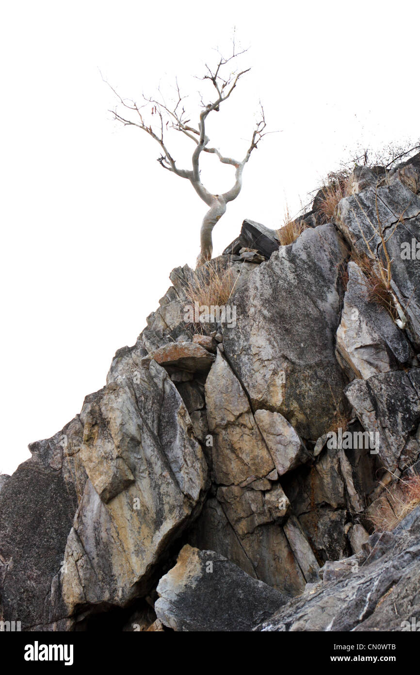 Botswana Rock formation Tree Dead Tree Stock Photo - Alamy