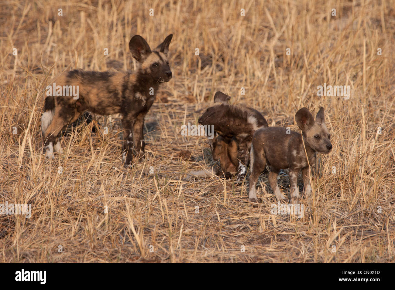 African Wild Dogs Botswana Carnivore Dog Hunter Stock Photo - Alamy