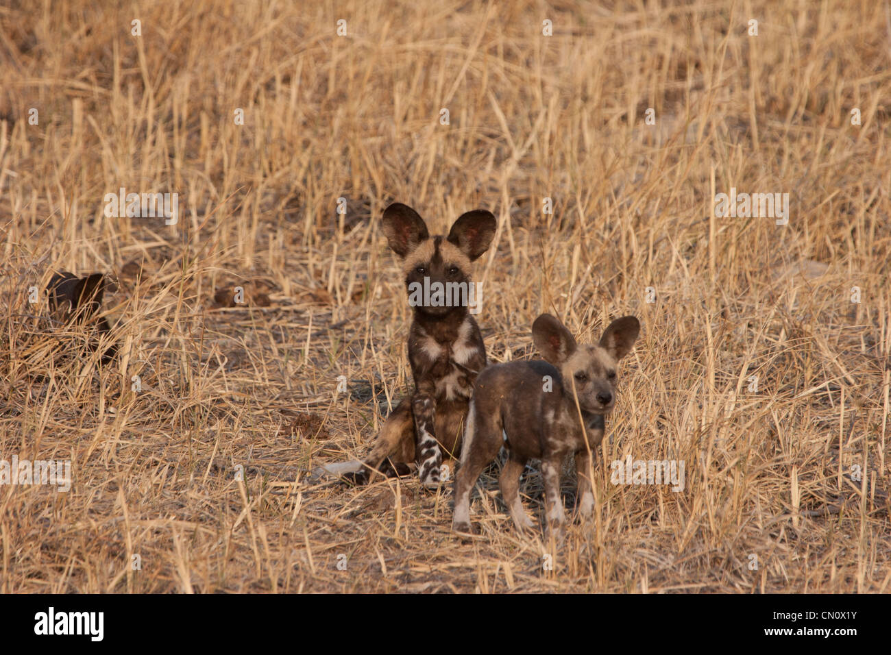 African Wild Dogs Botswana Carnivore Dog Hunter Stock Photo - Alamy
