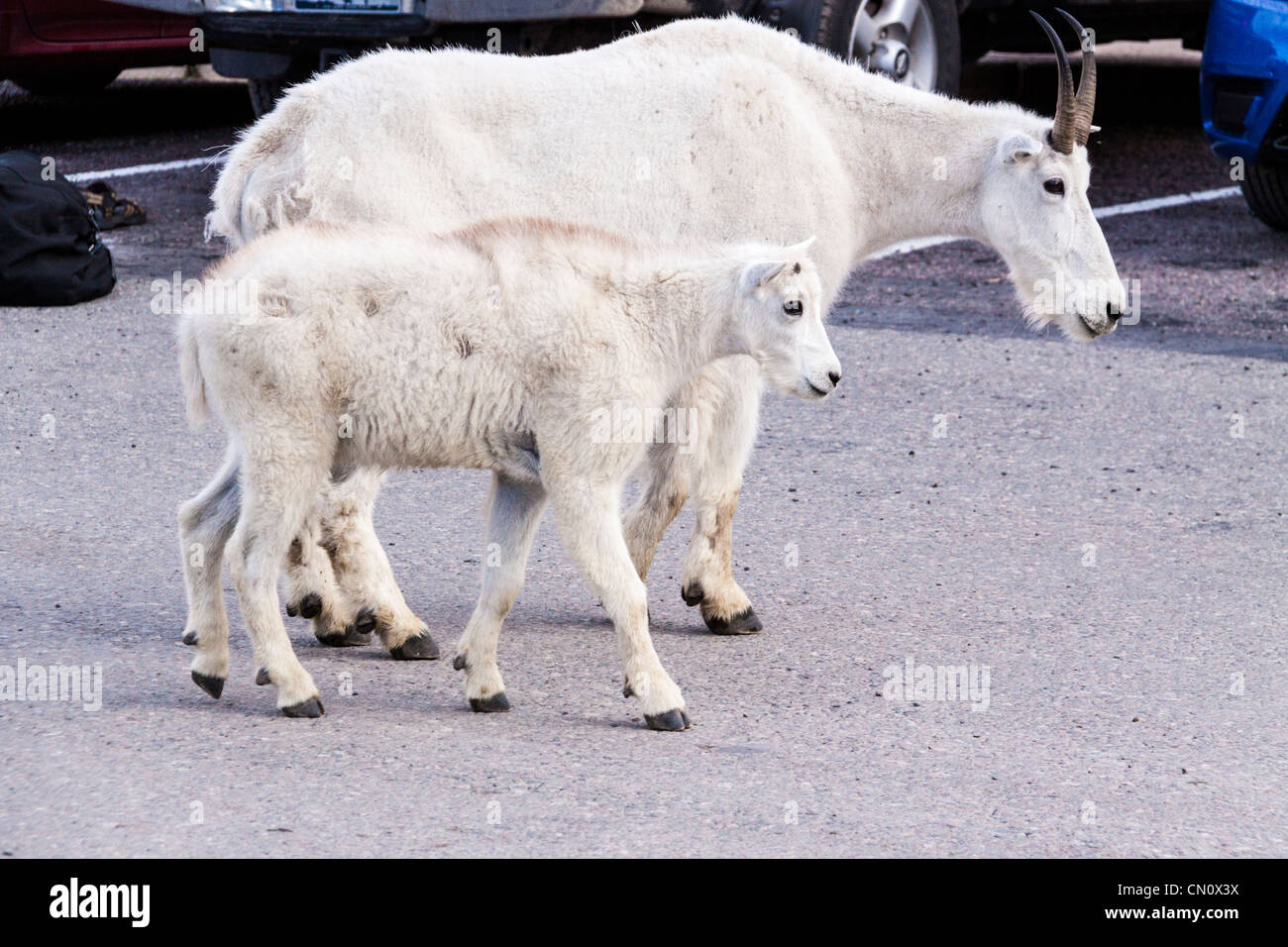 Goat crown hi-res stock photography and images - Alamy