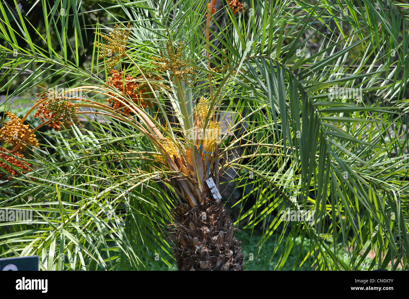 Phoenix forest hi-res stock photography and images - Alamy