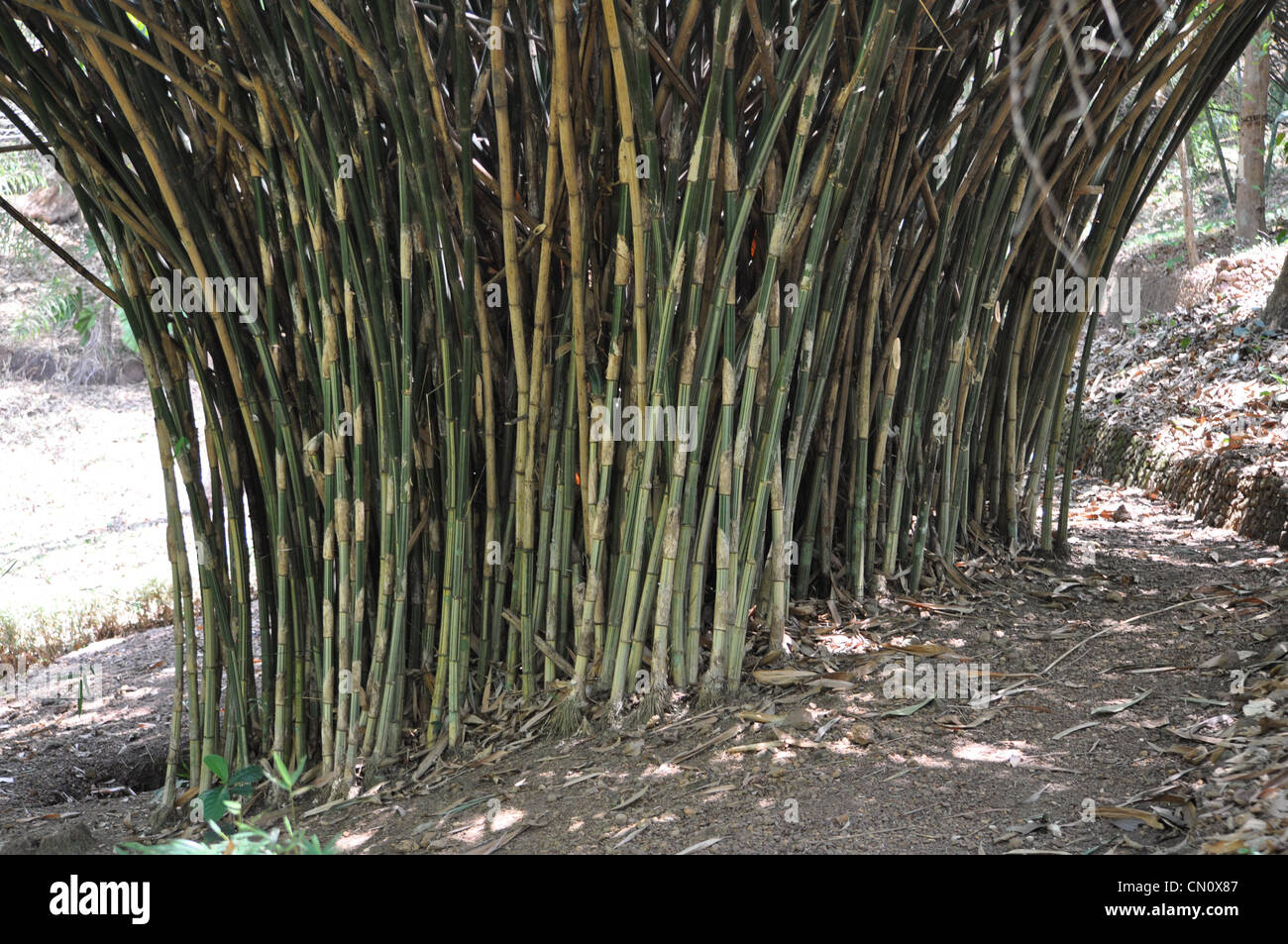 Bunch of bamboo plants Stock Photo - Alamy