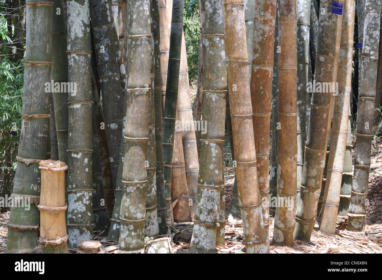 Tall stemmed plants hi-res stock photography and images - Alamy