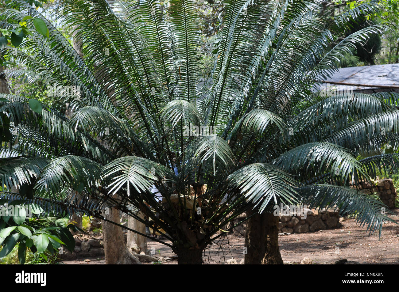 Species of plants hi-res stock photography and images - Alamy