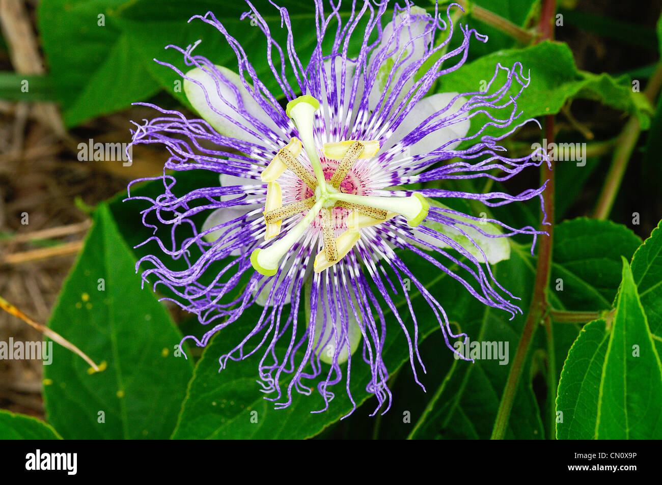 Apricot passion hi-res stock photography and images - Alamy