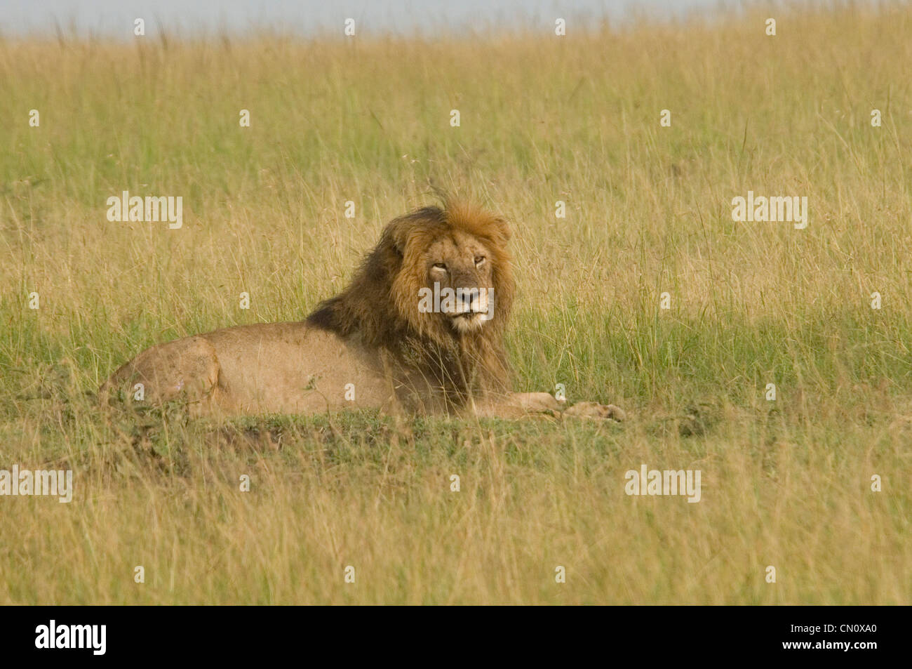 Lion laying in plains Stock Photo - Alamy