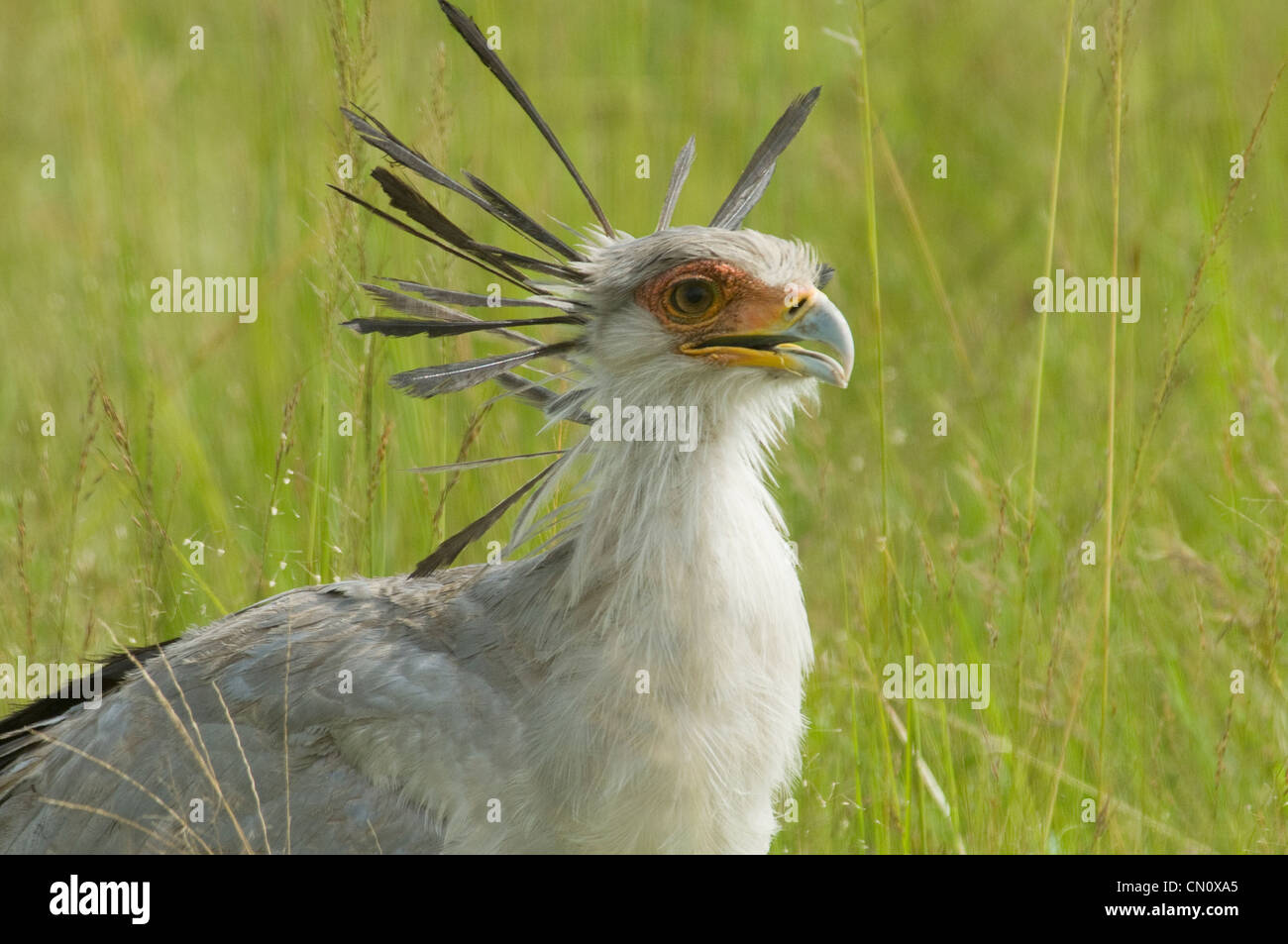 Secretary bird-head shot Stock Photo - Alamy
