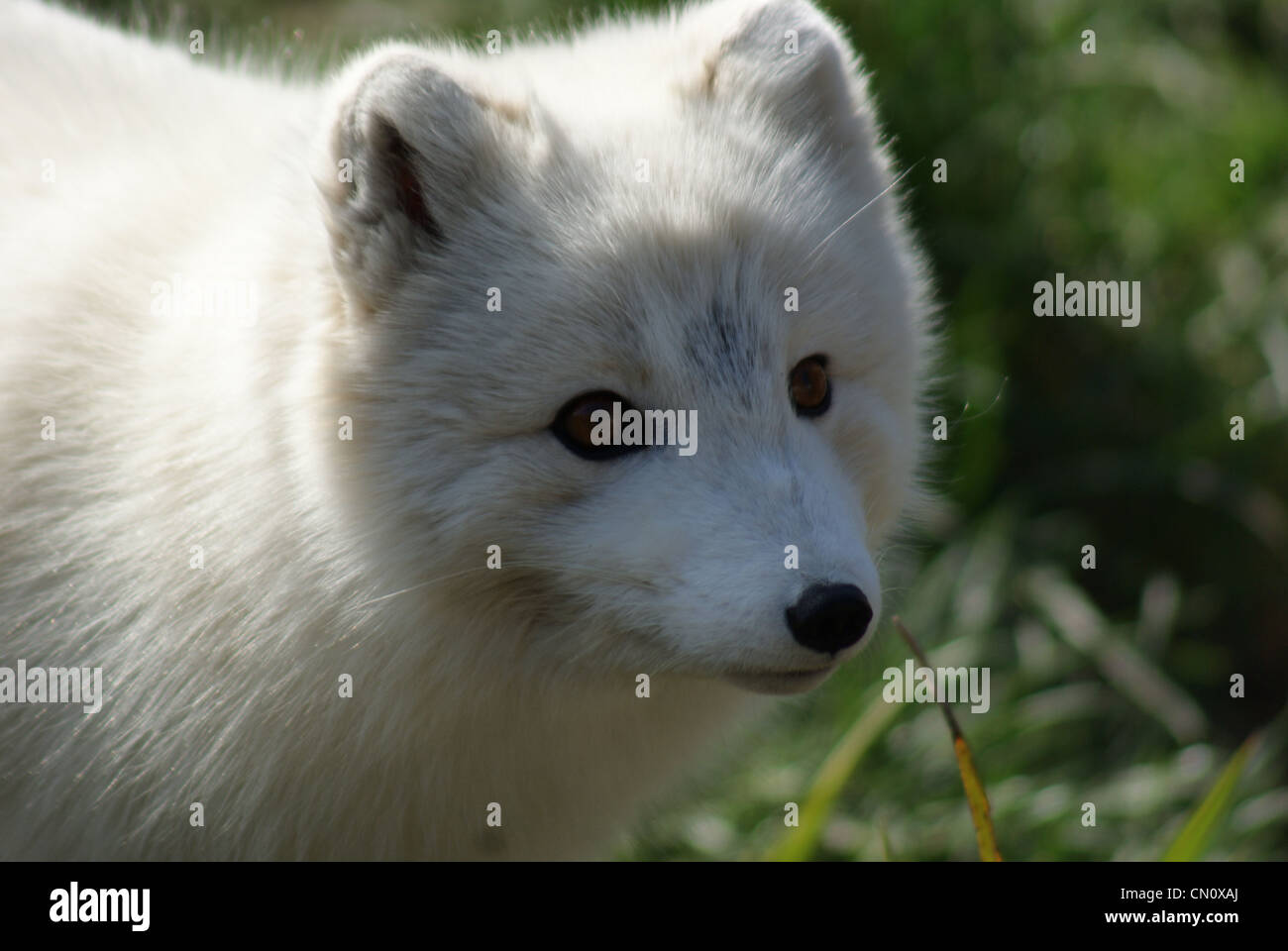 Little arctic fox hi-res stock photography and images - Alamy