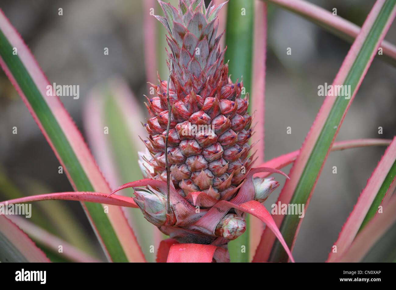 Mini pineapple hi-res stock photography and images - Alamy