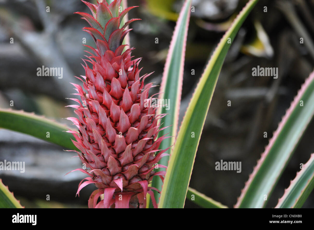 Mini pineapple hi-res stock photography and images - Alamy