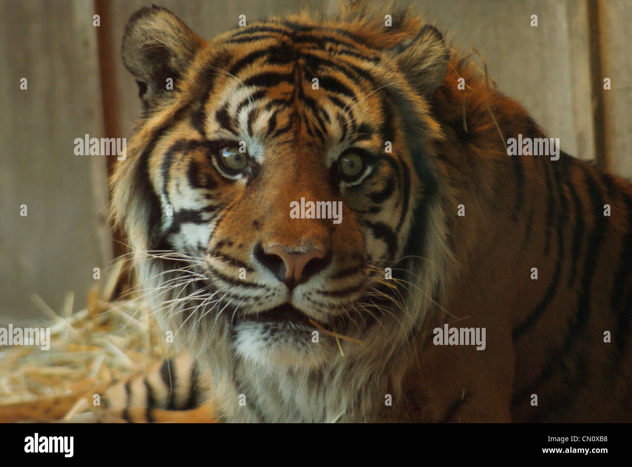 Tiger close up black and white hi-res stock photography and images - Alamy