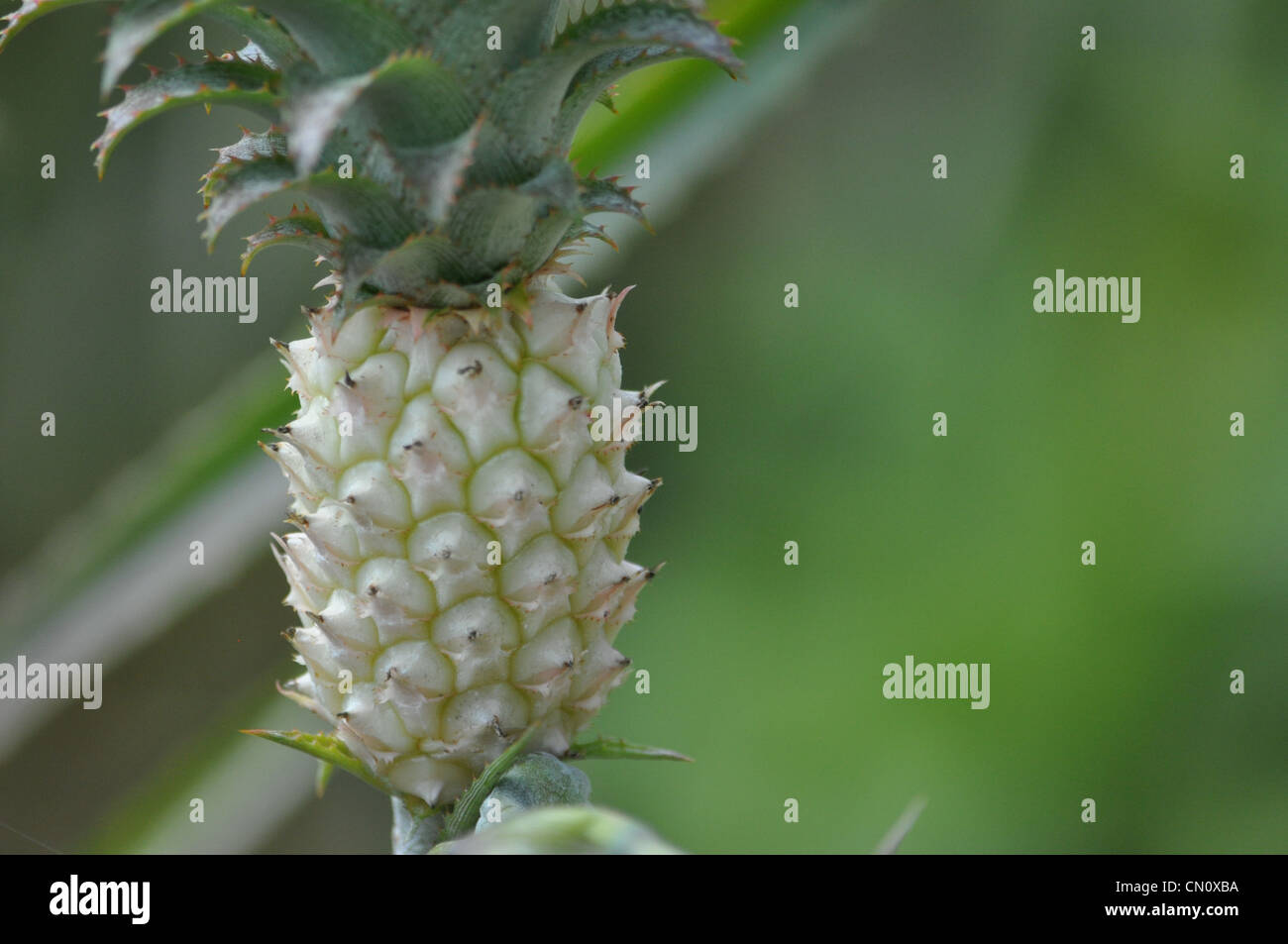 A beautiful white decorative pineapple Stock Photo - Alamy