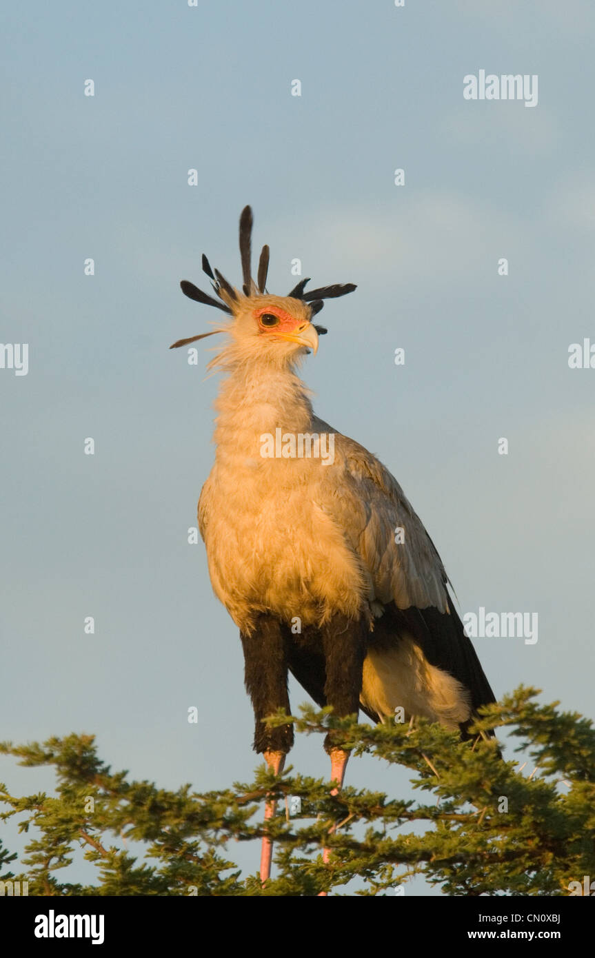 Secretary bird perched in tree Stock Photo - Alamy