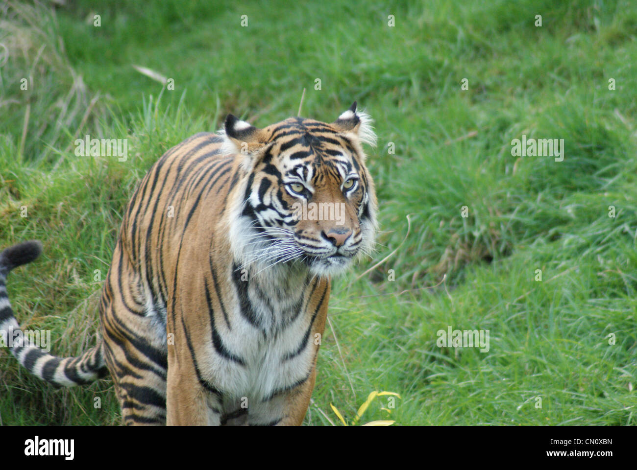 A big Tiger Stock Photo - Alamy