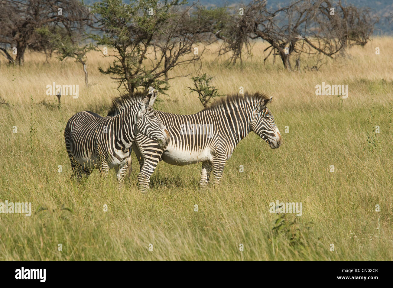 Endangered zebras hi-res stock photography and images - Alamy