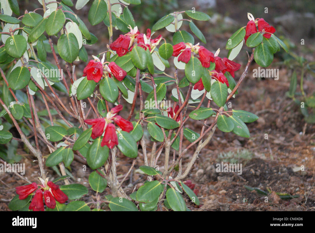 Red Rhododendron plant Stock Photo - Alamy