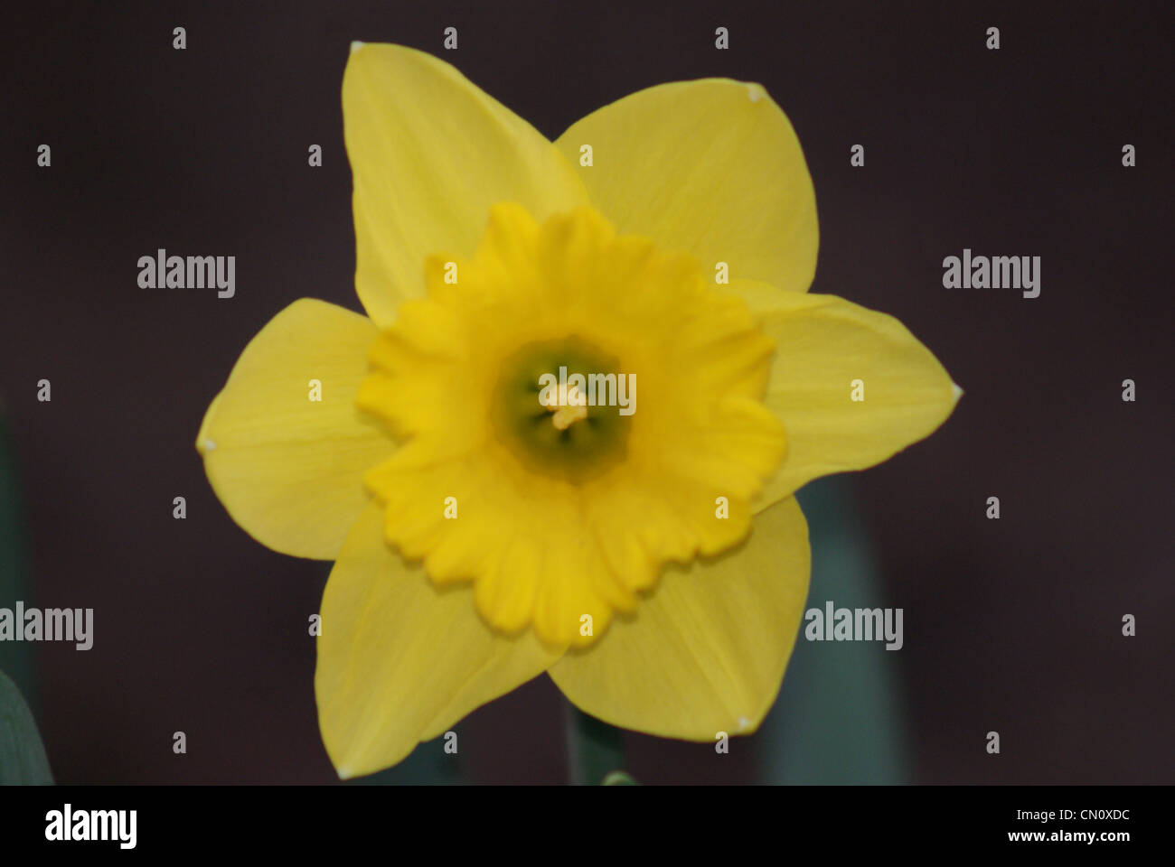 All yellow daffodil hi-res stock photography and images - Alamy