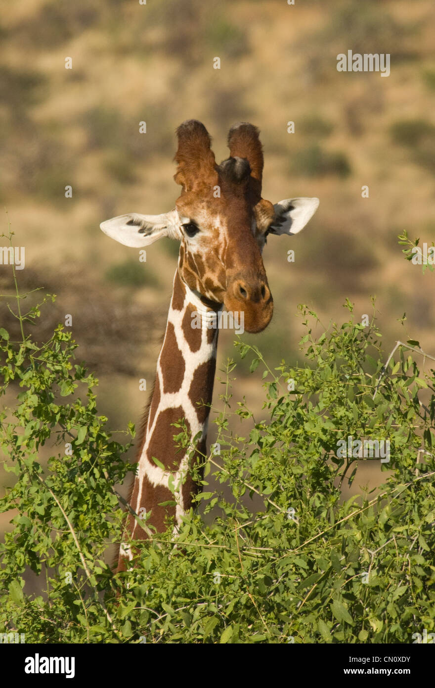 Reticulated giraffe peering through bush Stock Photo - Alamy