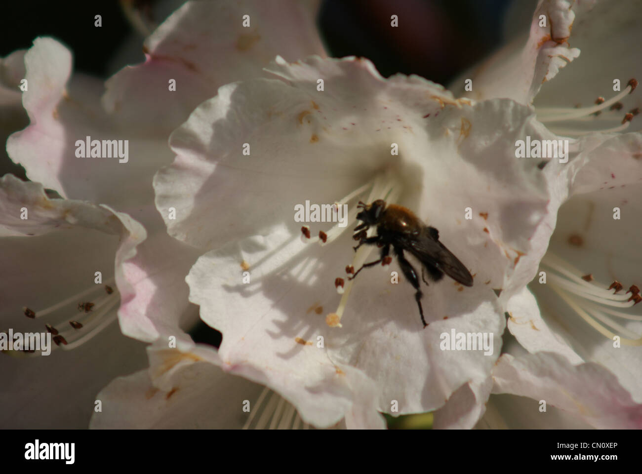 Big black bee hi-res stock photography and images - Alamy