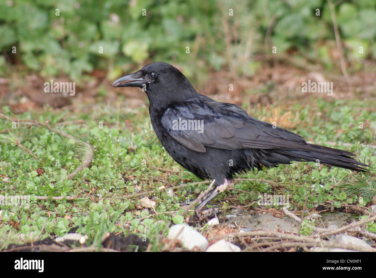 Black crow hi-res stock photography and images - Alamy