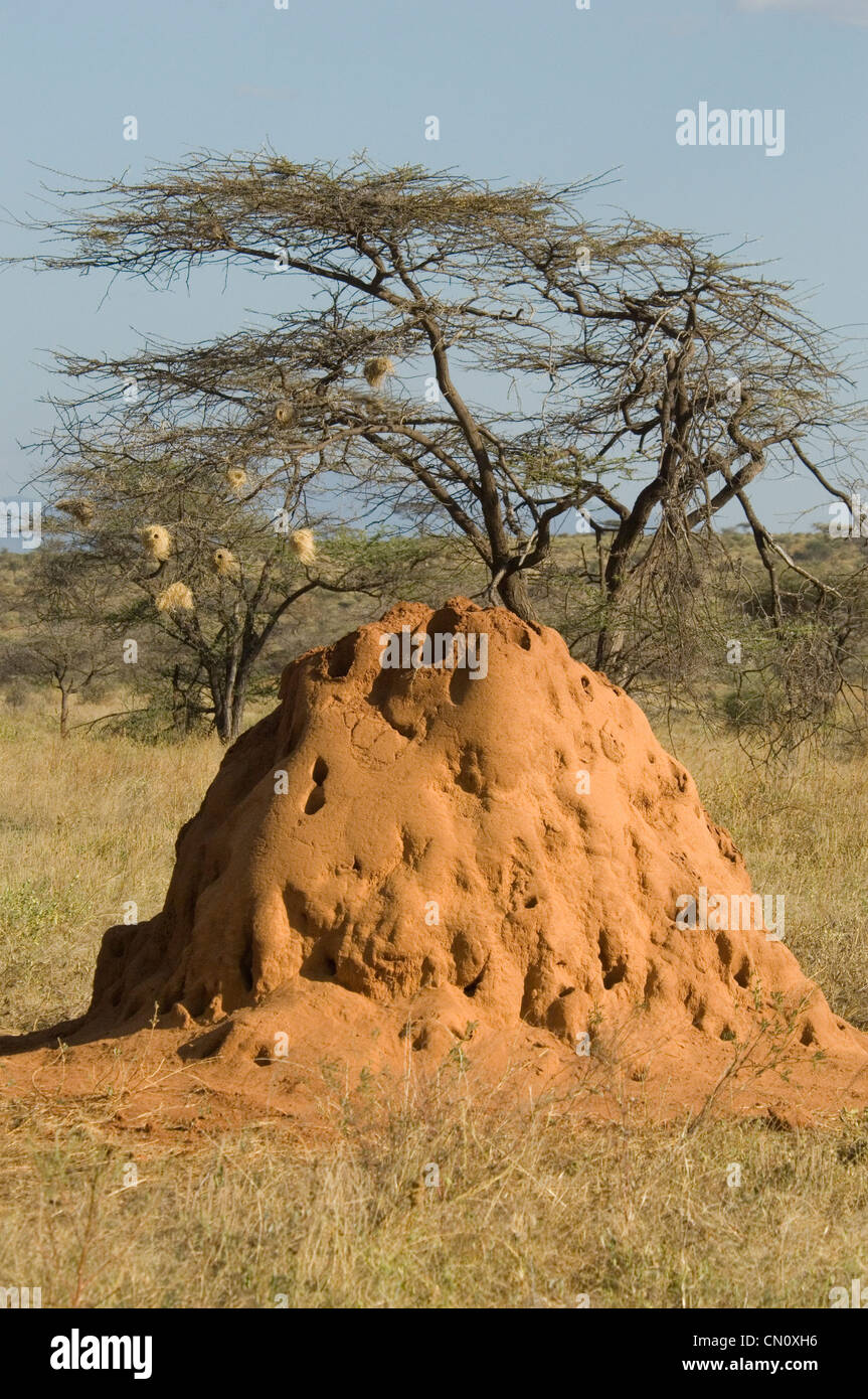 Termite mound with acacia tree in background Stock Photo - Alamy