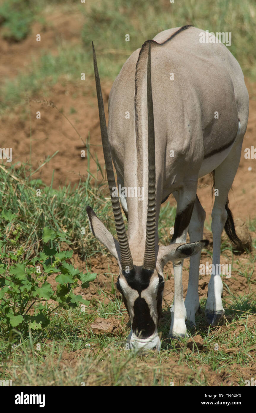 Beisa oryx hi-res stock photography and images - Alamy