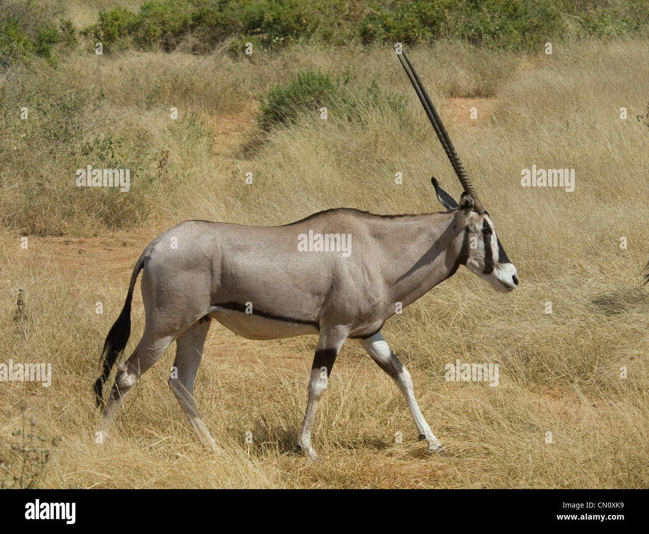 Walking oryx hi-res stock photography and images - Alamy