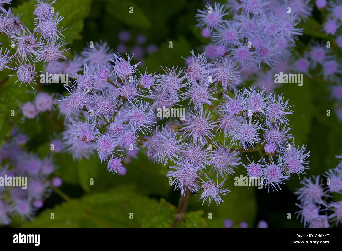 Blue bonnett hi-res stock photography and images - Alamy