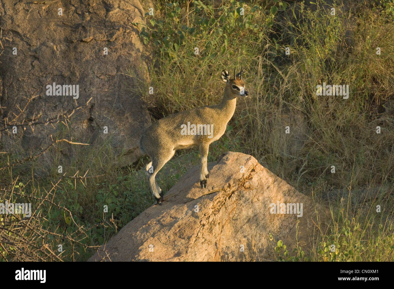 Klipspringer on rock Stock Photo - Alamy
