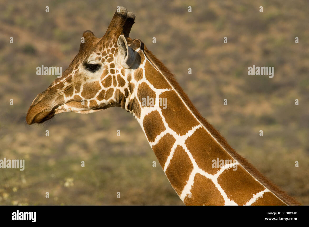 Reticulated giraffe-close up Stock Photo - Alamy