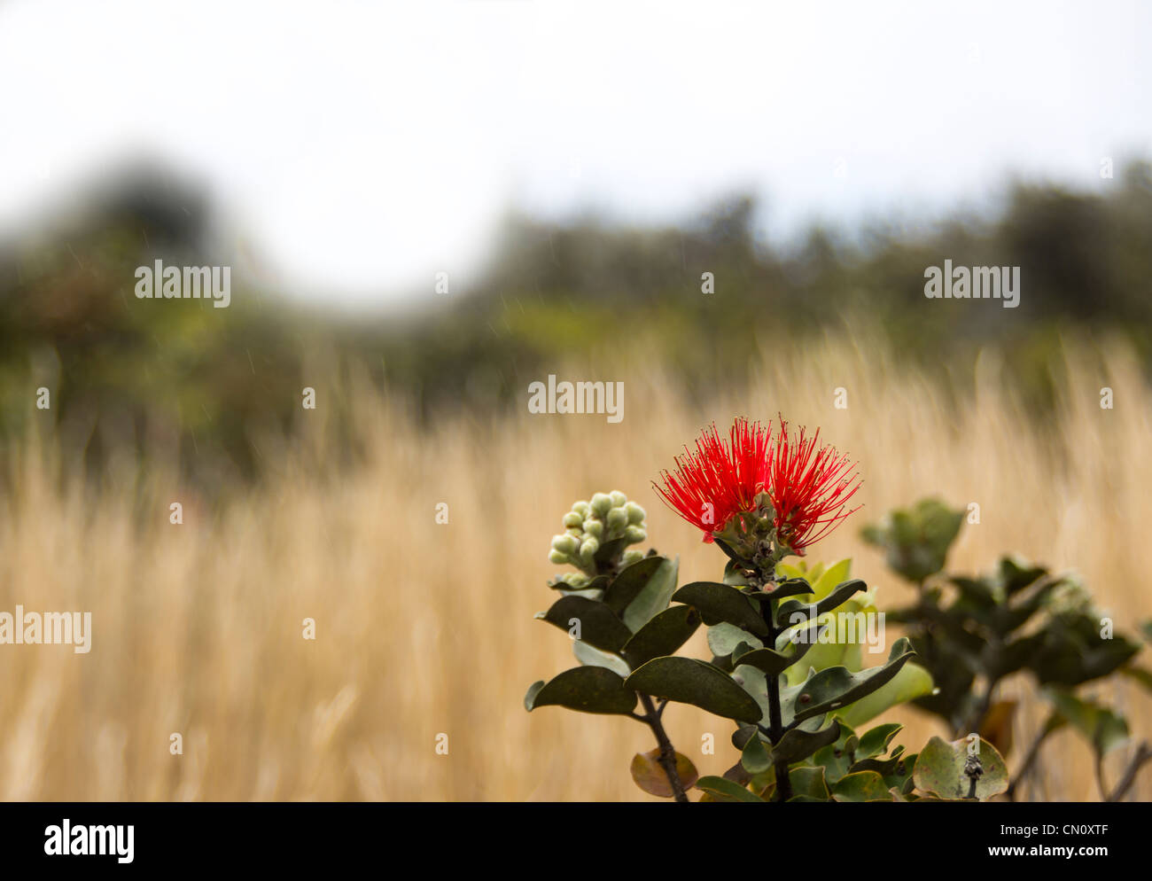 ohia flower at the Volcano National Park, Big Island, Hawaii ...