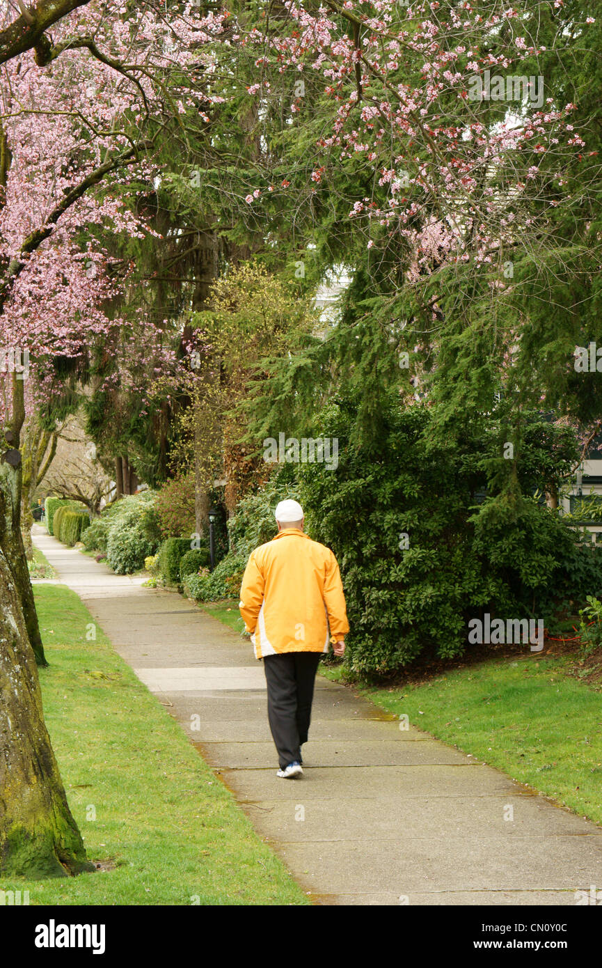 Man walking down a path framed by spring cherry blossoms, Vancouver ...