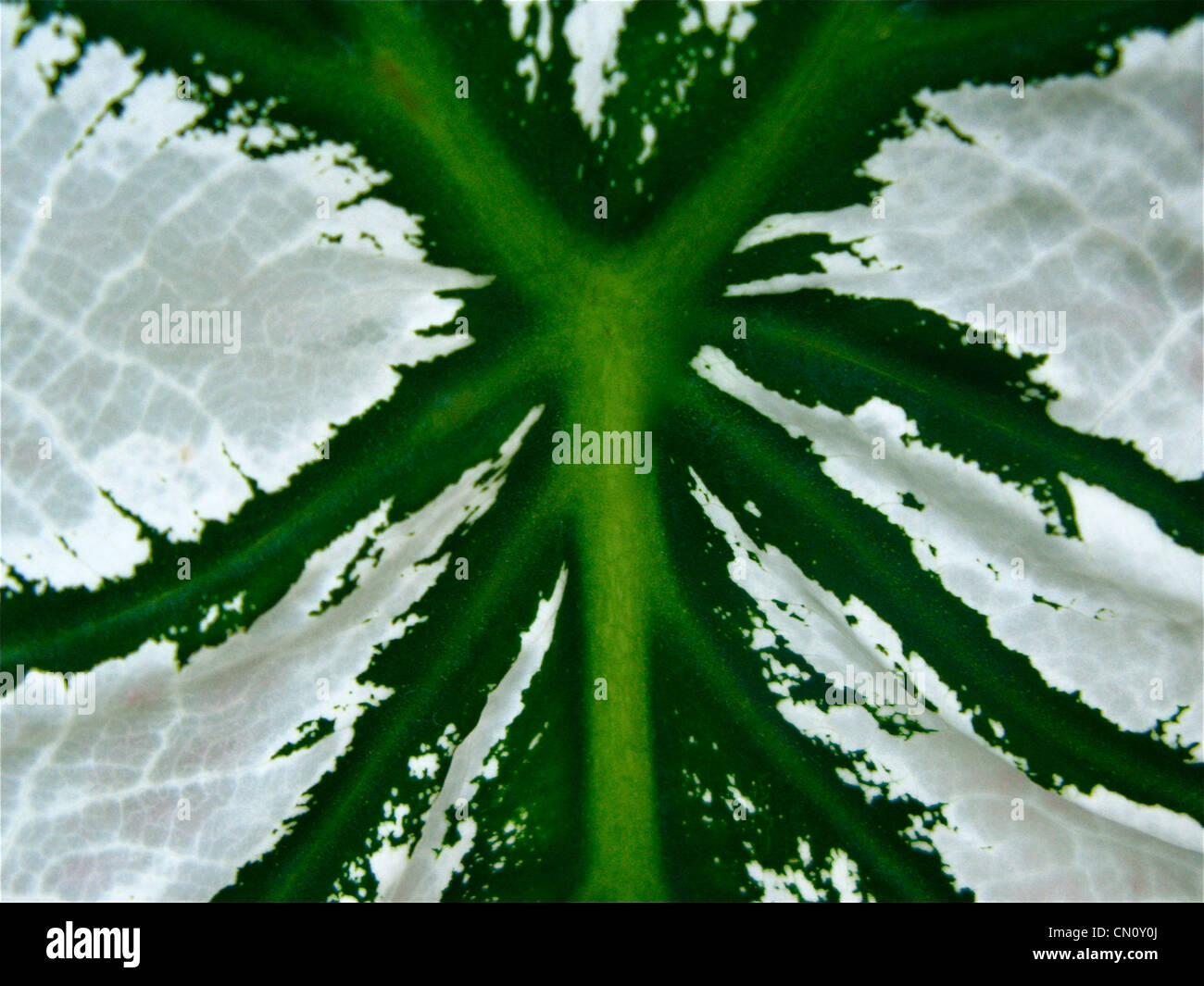 Soft leaf hi-res stock photography and images - Alamy