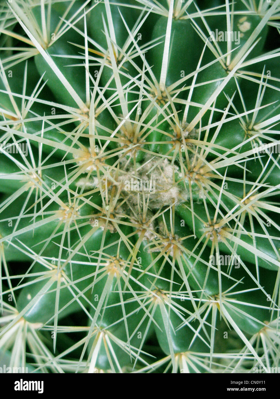 Cactus point hi-res stock photography and images - Alamy