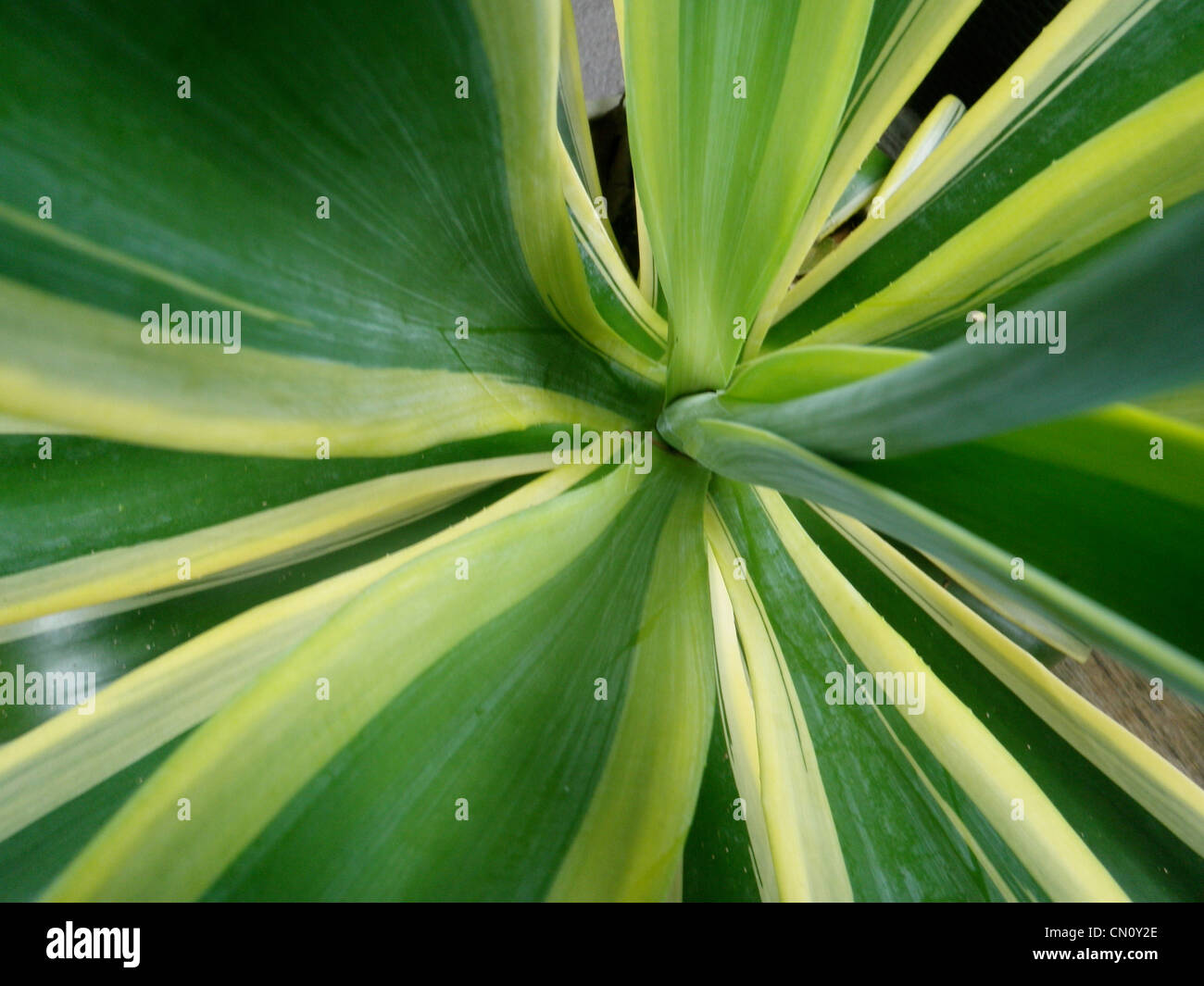yellow / green Maga Plant Stock Photo - Alamy