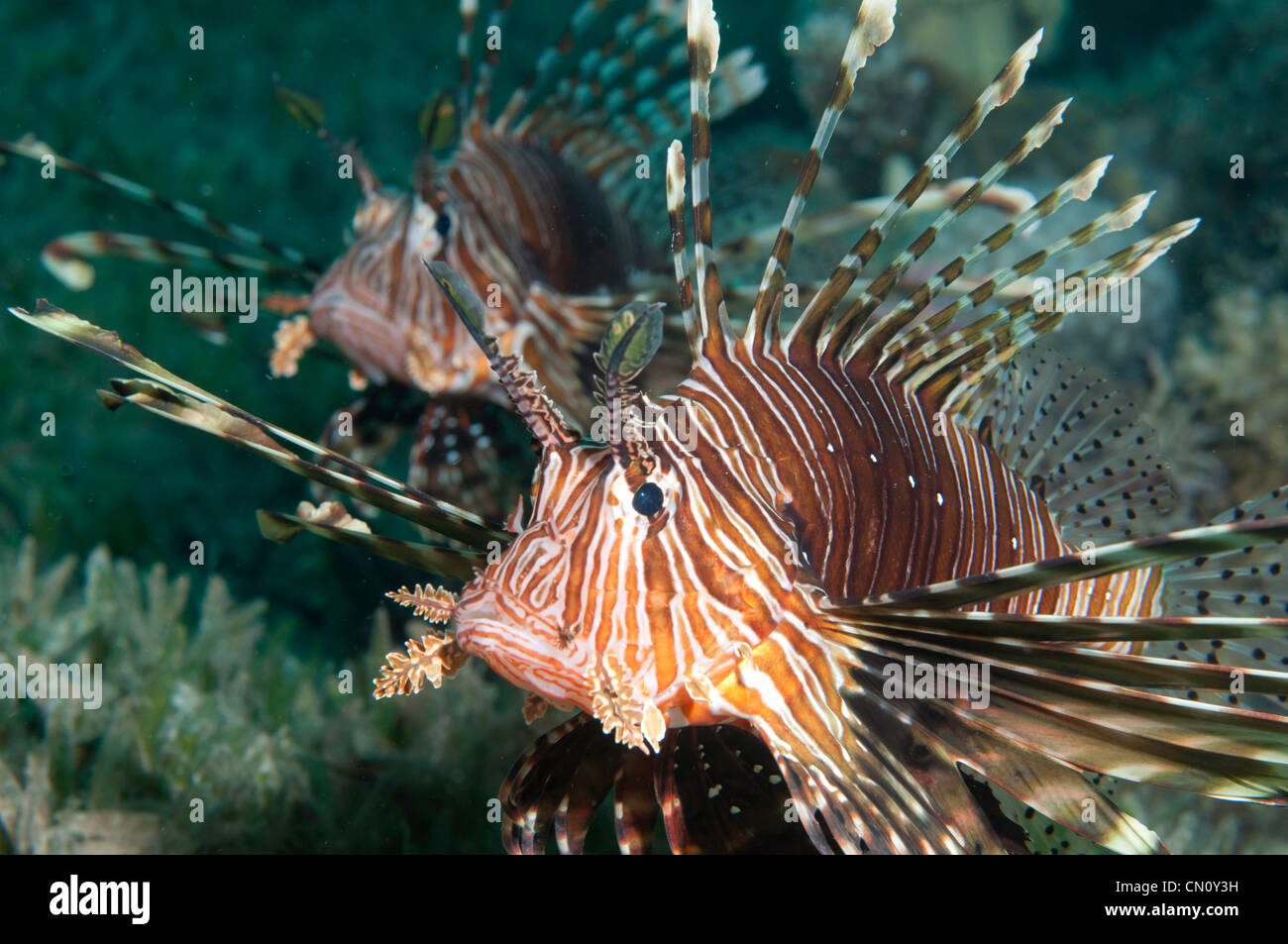 Lion fish hi-res stock photography and images - Alamy