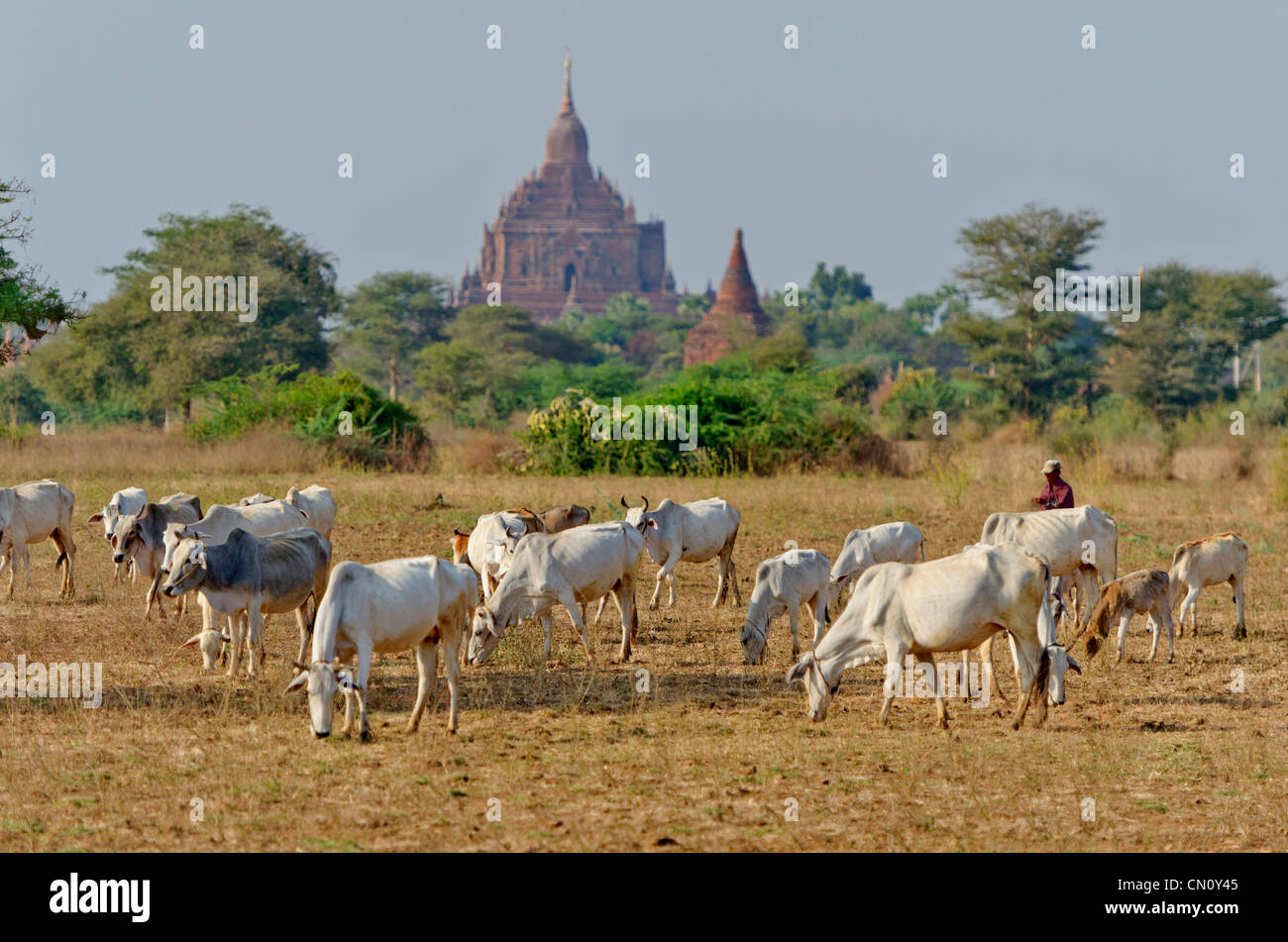 Cattle grazing with Htilominlo Pahto in distance, Bagan, Myanmar Stock ...