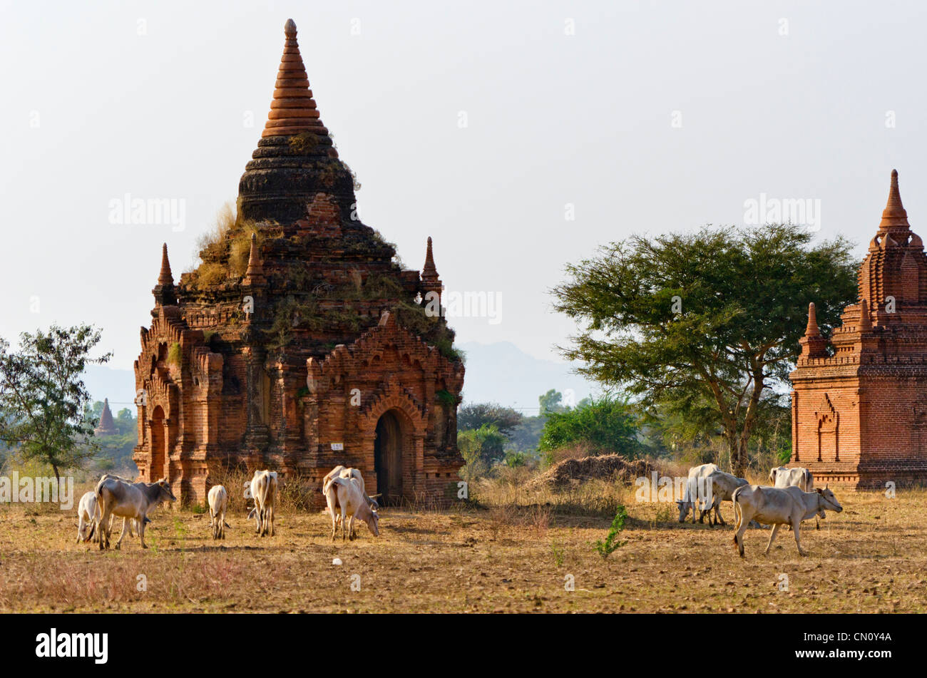 Myanmar cattle hi-res stock photography and images - Alamy
