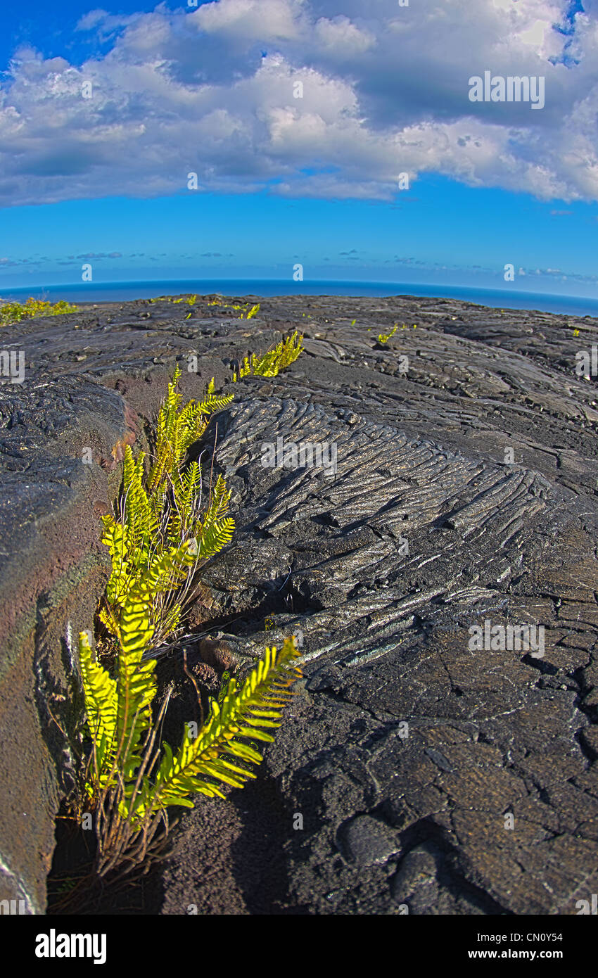 ferns growing in lava fields. Pacific ocean in the background, Volcano ...