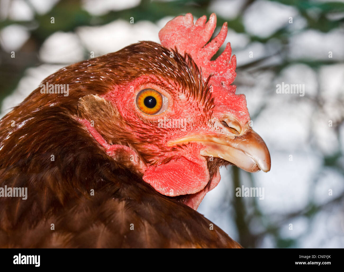 Brown chicken hen hi-res stock photography and images - Alamy