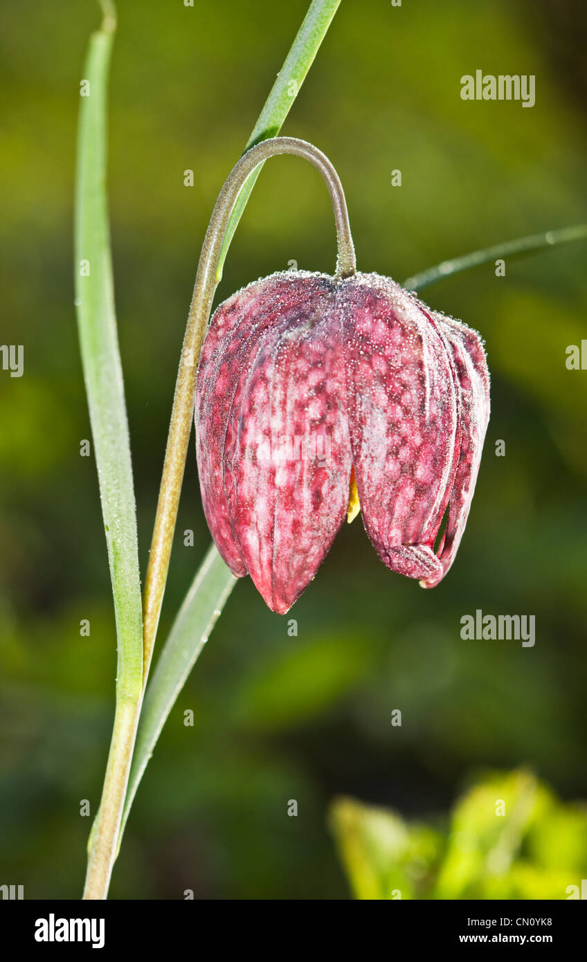 Family liliaceae hi-res stock photography and images - Alamy