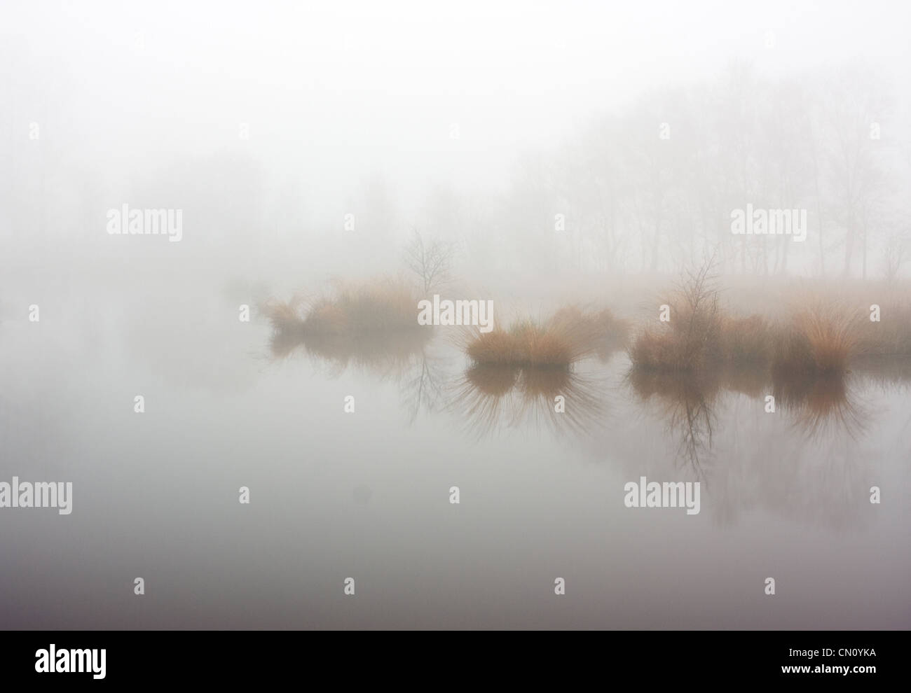 Shallow lake with islands of rushes in a dense fog Stock Photo - Alamy