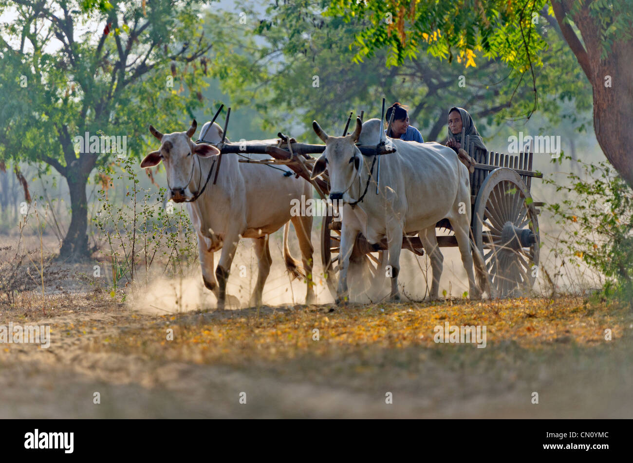 Animal powered vehicle hi-res stock photography and images - Alamy