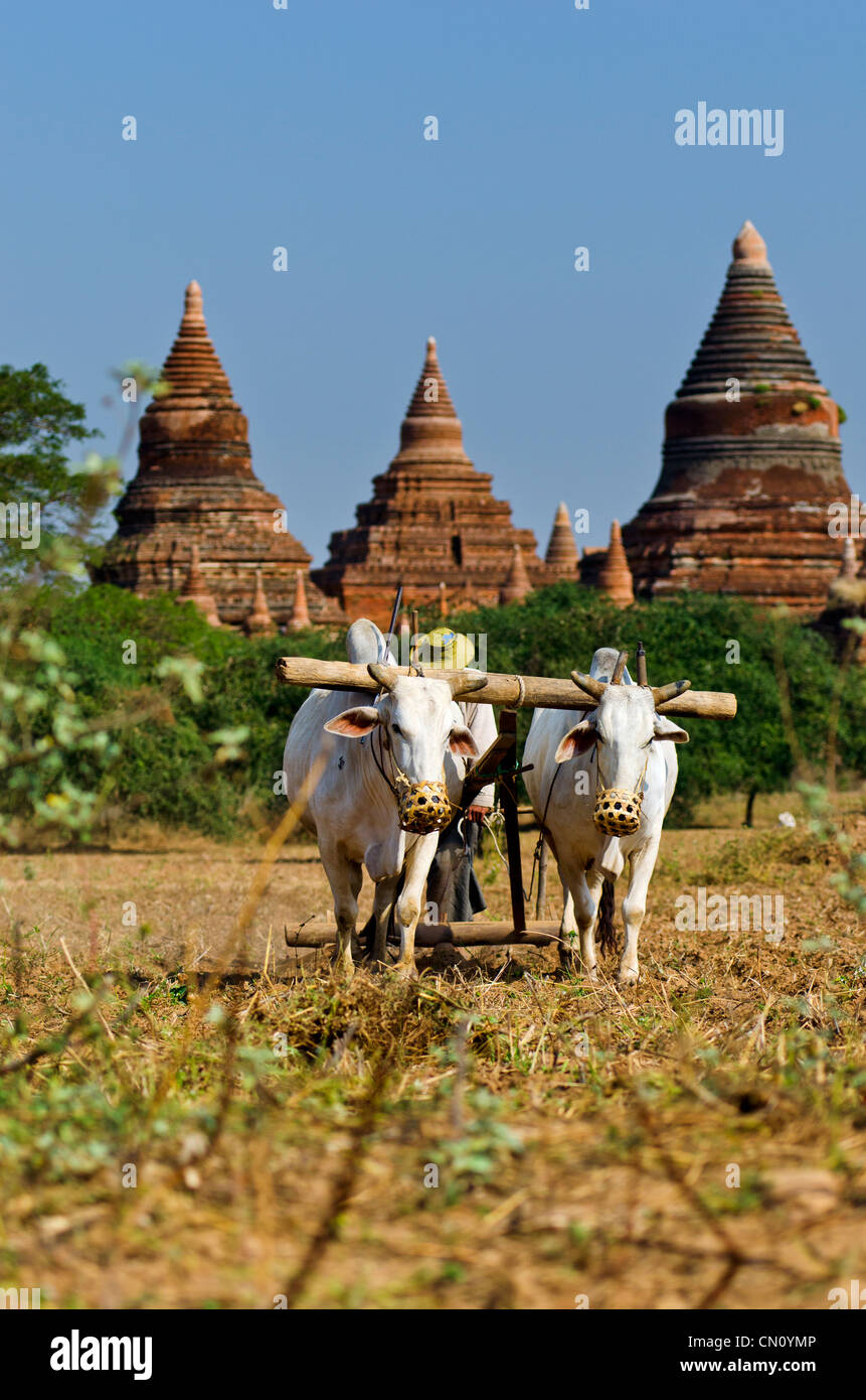 Ox pulling plough hi-res stock photography and images - Alamy
