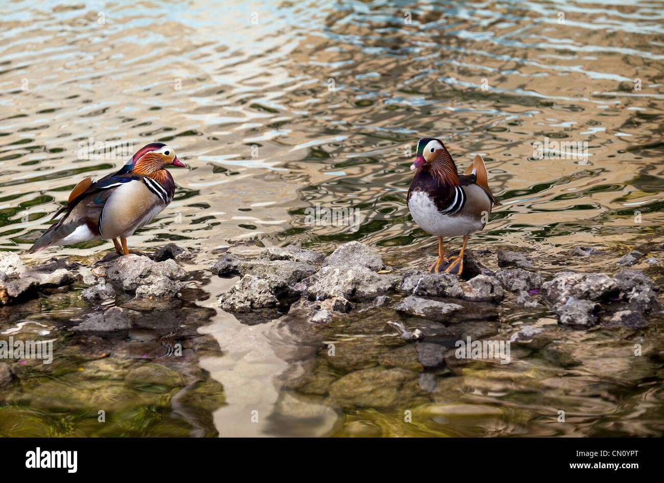 Pair of Mandarin Ducks Stock Photo - Alamy