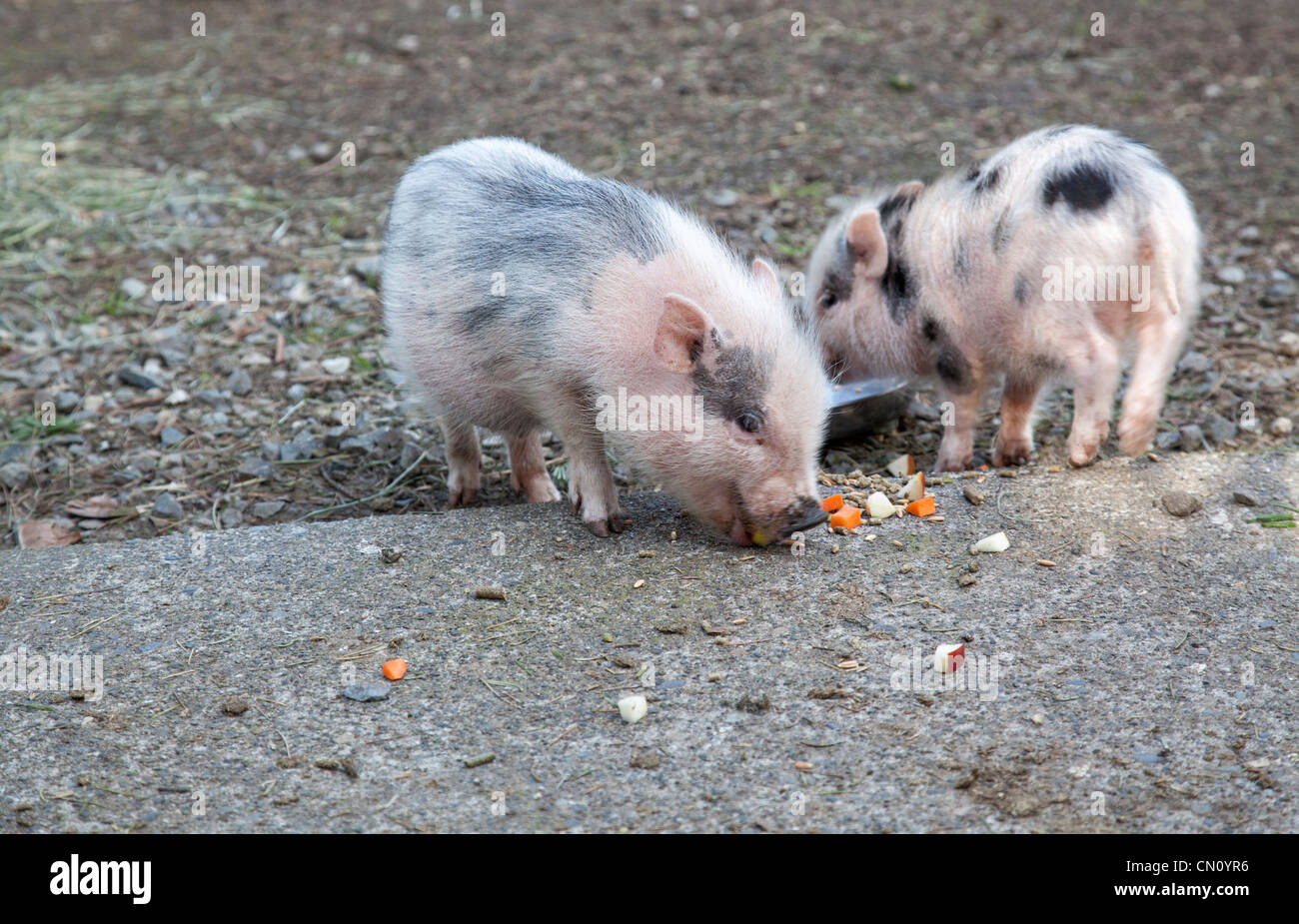 Pigs at the petting zoo in Beacon Hill Park. Victoria, BC. Canada Stock ...