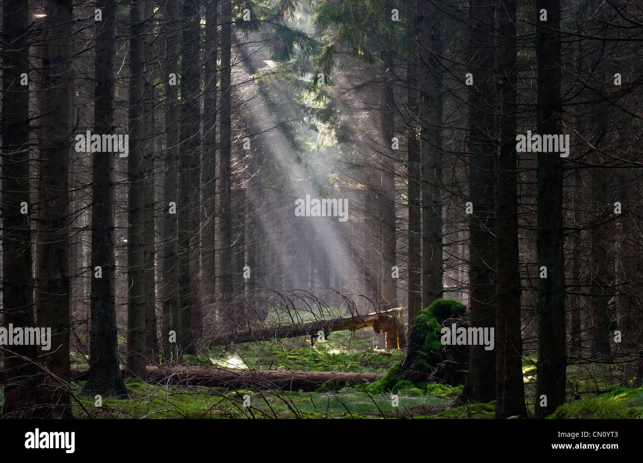 Firebreak forest hi-res stock photography and images - Alamy