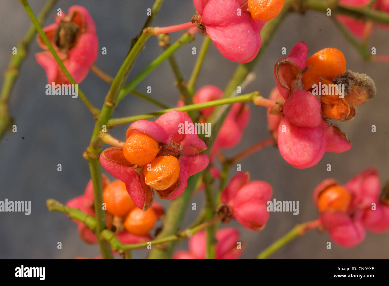 Pink-red and orange berries of a spindle tree Stock Photo - Alamy